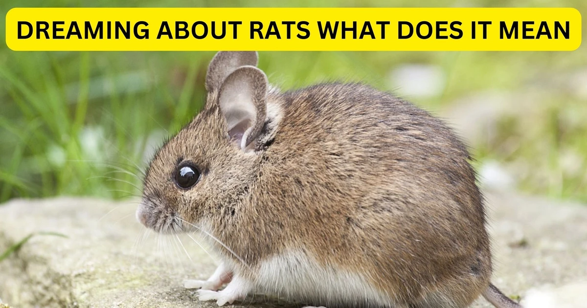Dreaming About Rats What Does It Mean?