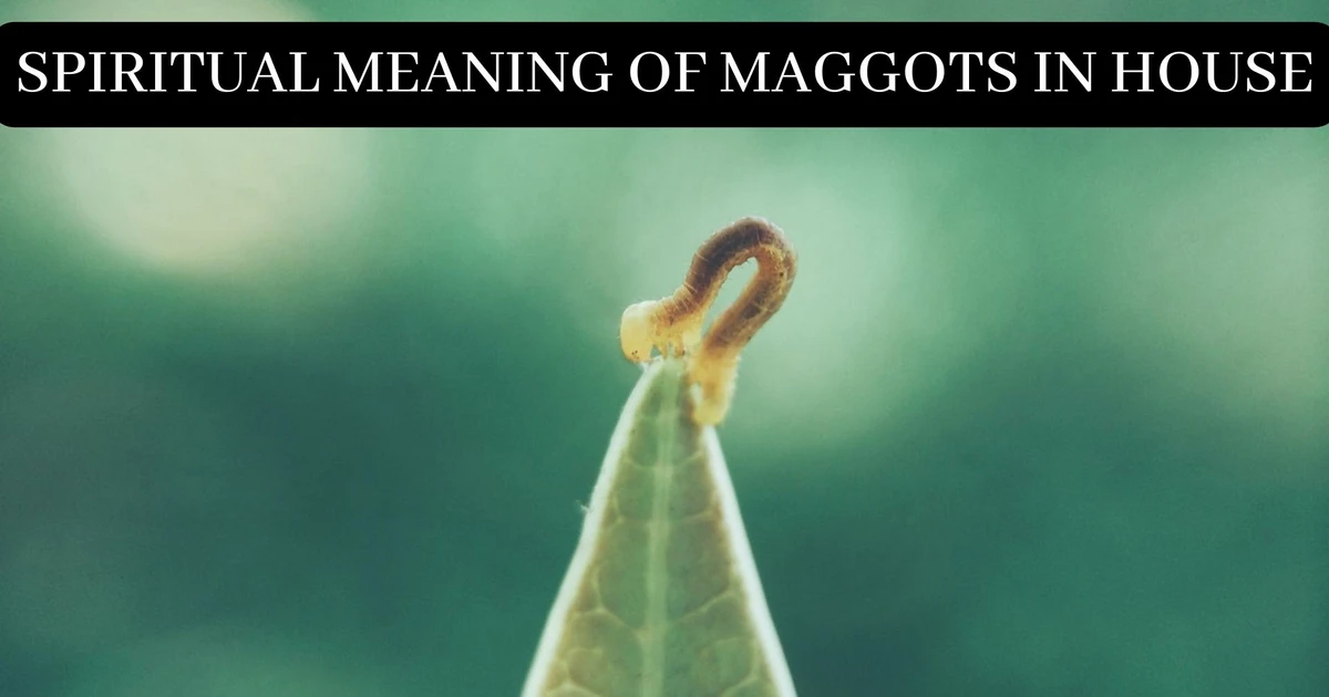 What Does The Spiritual Meaning Of Maggots In House Signify?