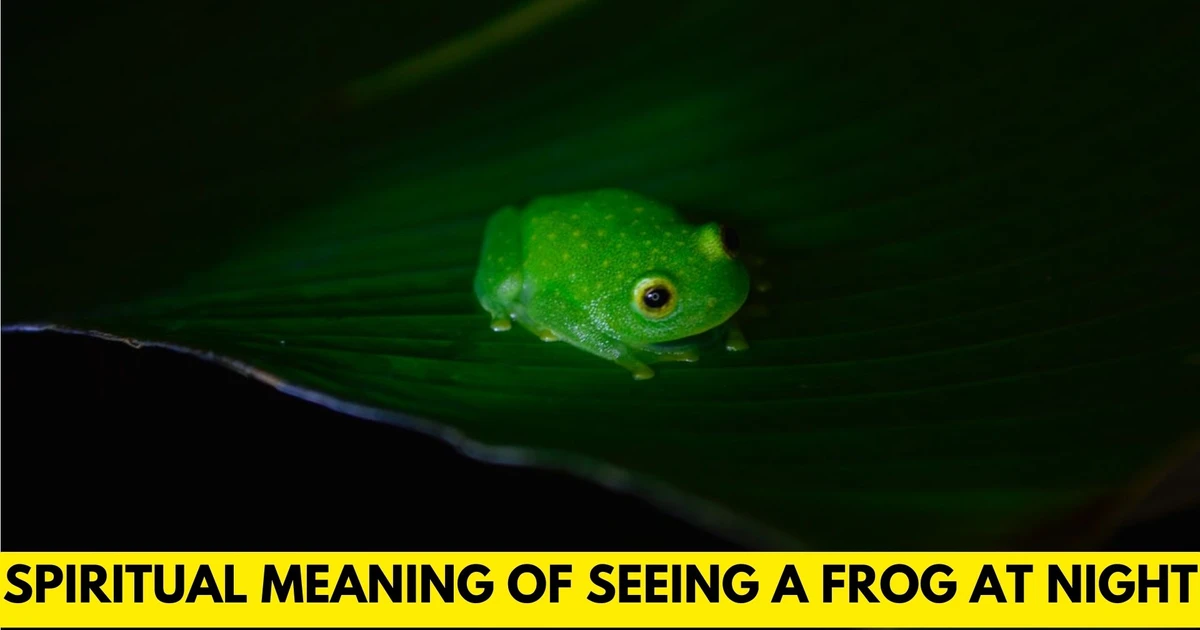 What Does The Spiritual Meaning Of Seeing A Frog At Night Reveal?