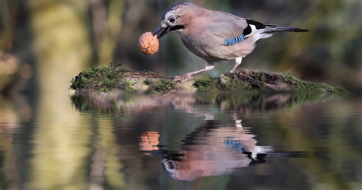 What Does It Mean To See A Blue Jay Meaning Symbolism?