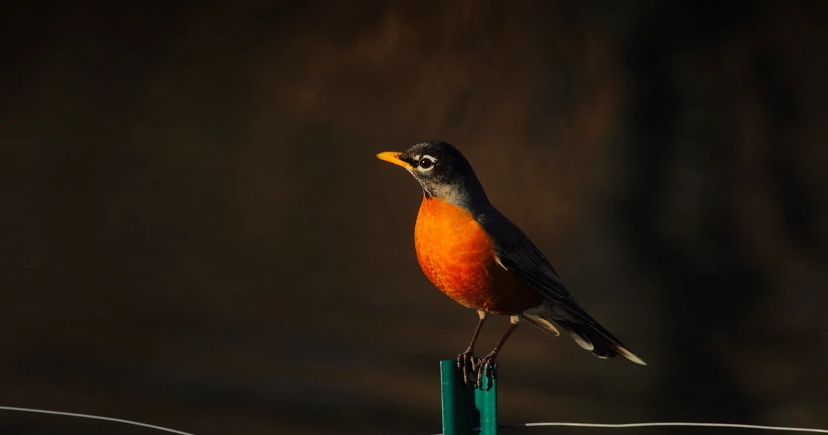 What Secrets Lie In The Seeing Red Robin Meaning Spiritual Symbolism?