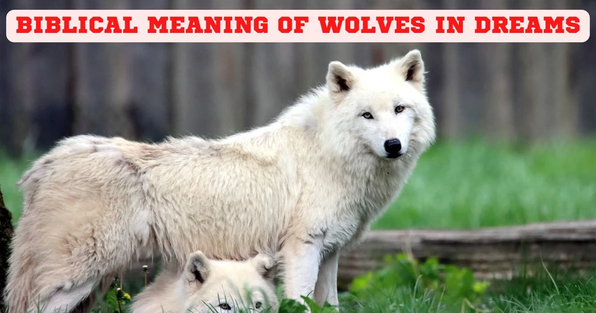 What Is The Biblical Meaning Of Wolves In Dreams?