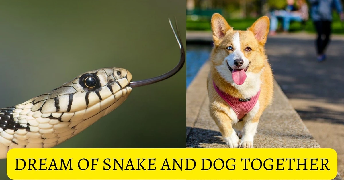 Can The Dream Of Snake And Dog Together Reveal Hidden Meanings?