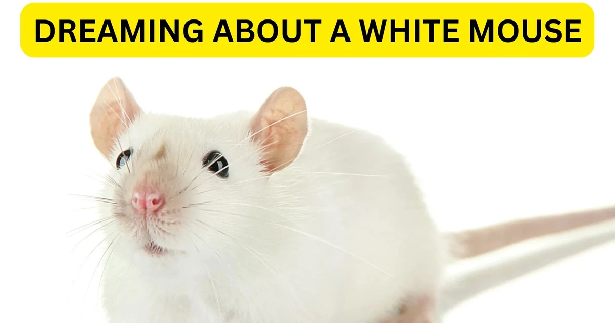 What Does It Signify If You're Dreaming About A White Mouse?