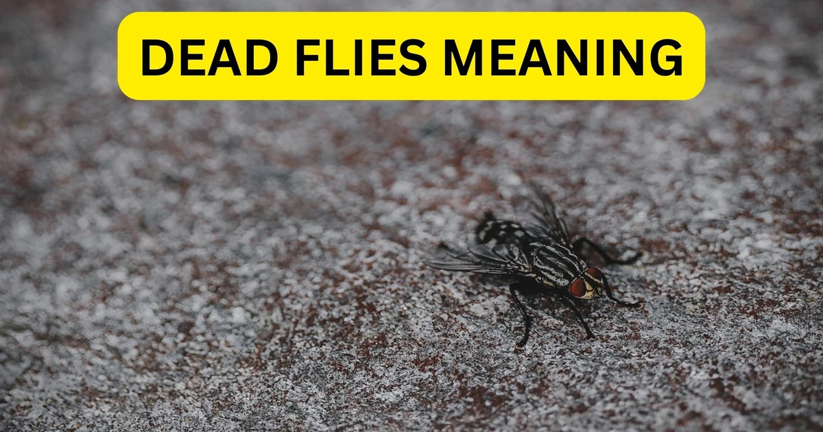 What Is The Dead Flies Meaning In Dreams?