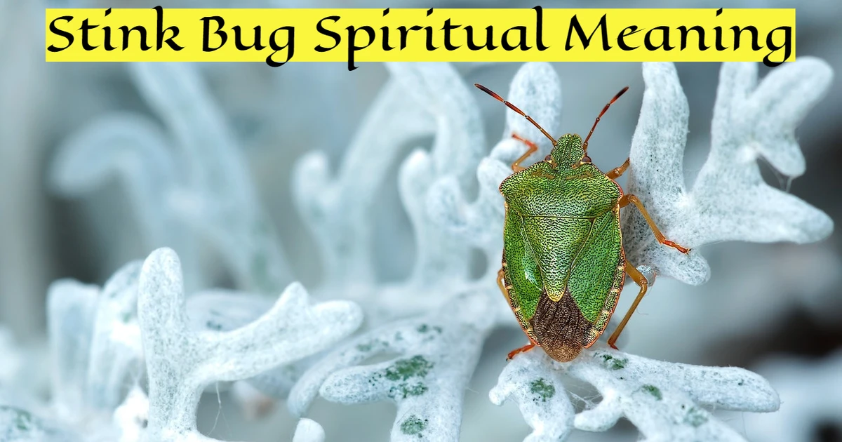 What Insights Can Be Gained From Exploring The Stink Bug Spiritual Meaning?