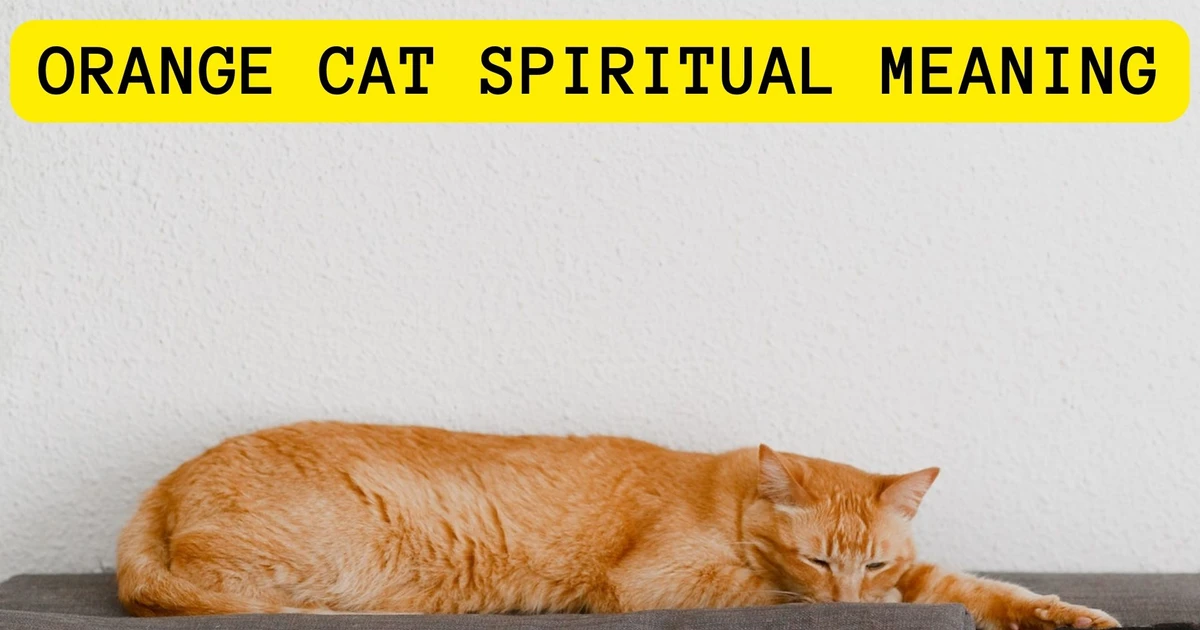 What Message Could The Orange Cat Spiritual Meaning Be Conveying To You?