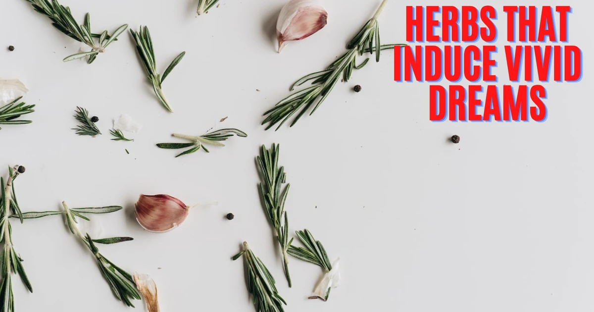 Which Herbs That Induce Vivid Dreams Should You Consider For A Dreamy ...