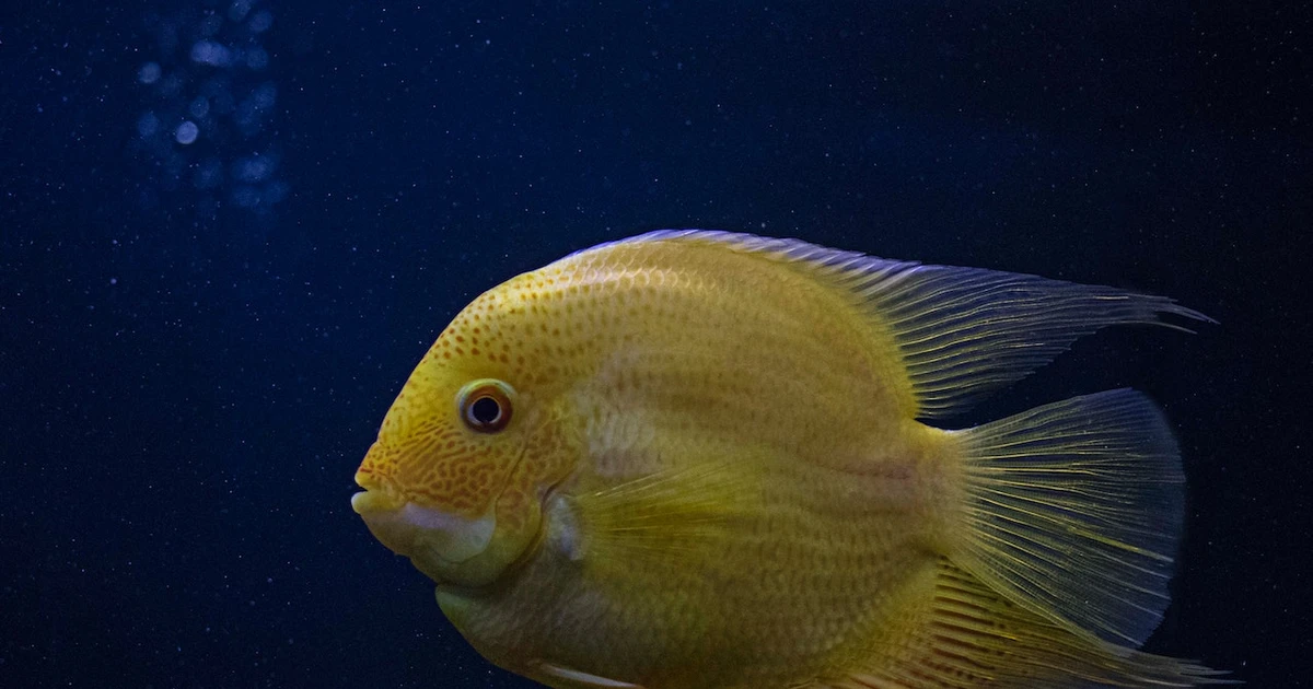 What Does The Dream Seeing Fish Signify In Terms Of Prophecy?