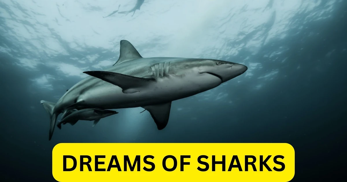 What Do Dreams Of Sharks Symbolize In Your Subconscious?
