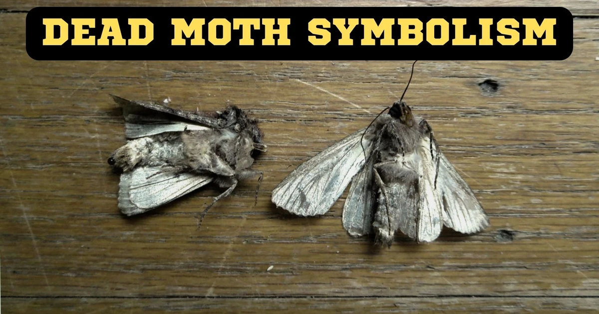 How Can We Unravel The Mystery Behind Dead Moth Symbolism?