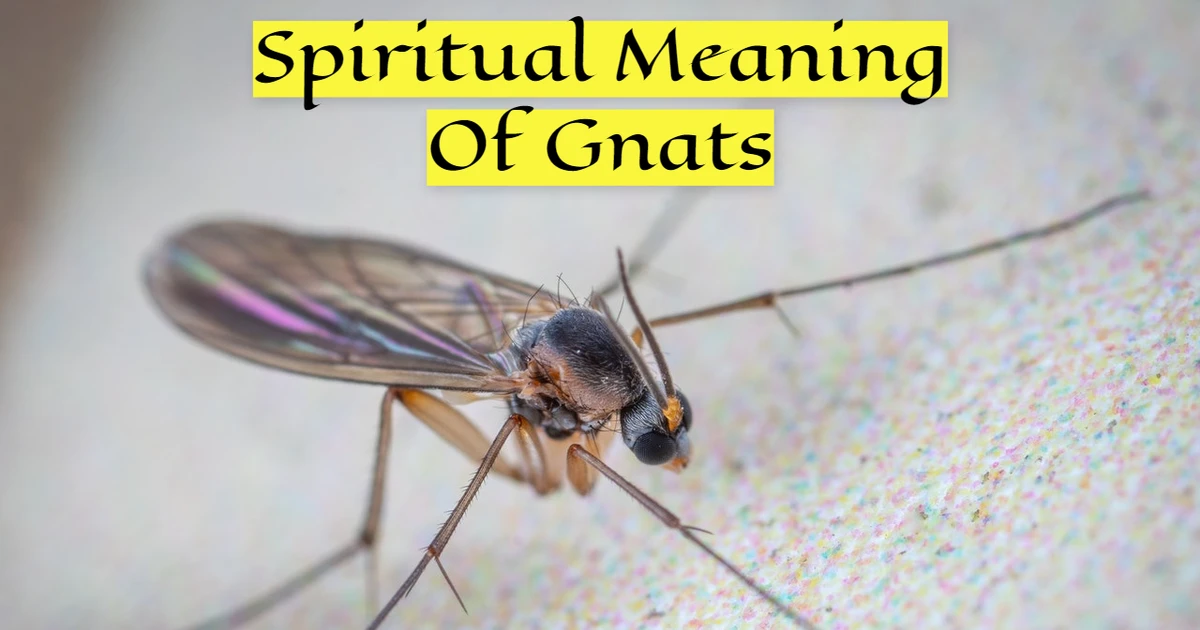 How Can The Spiritual Meaning Of Gnats Provide Insights Into Life's ...