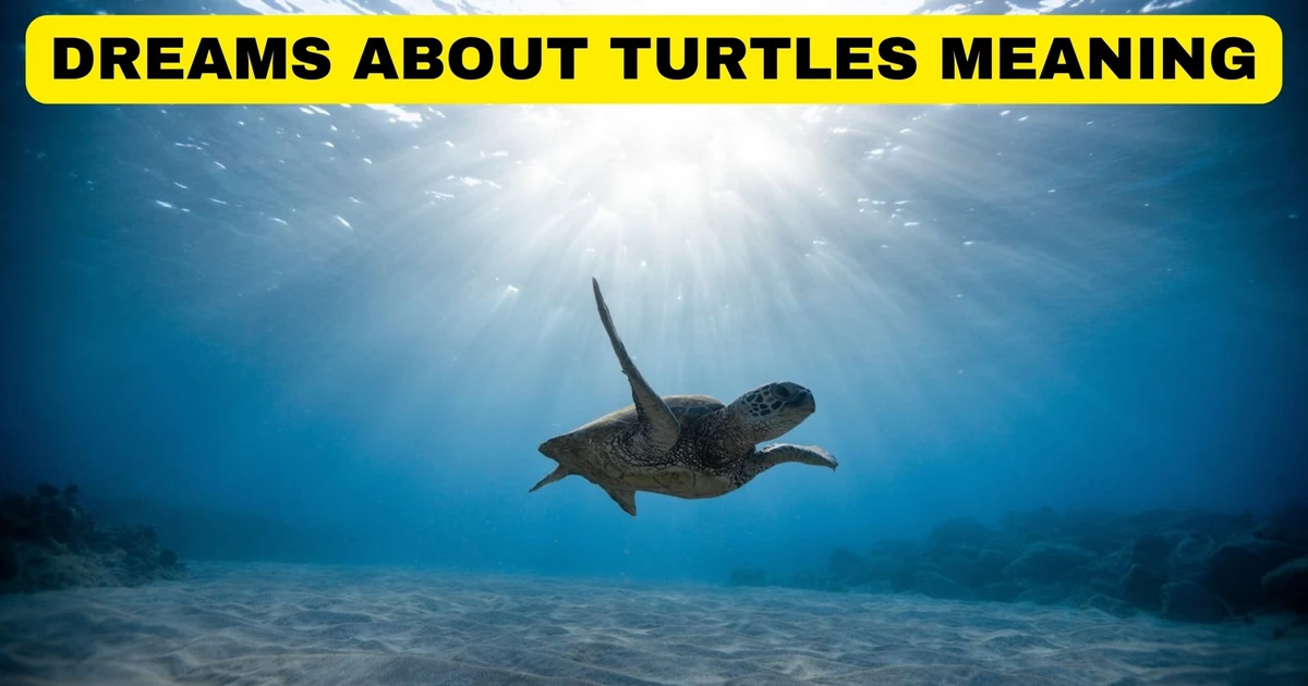 What Are Some Dreams About Turtles Meaning?