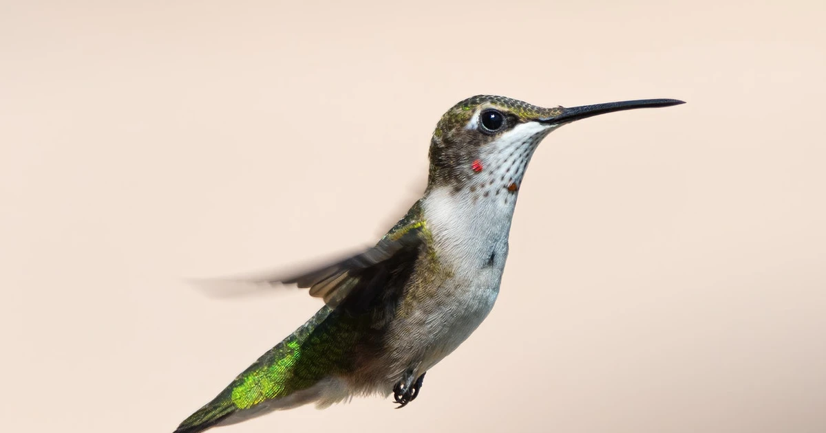 What Does Seeing A Hummingbird Meaning Spiritual Symbolism Signify?