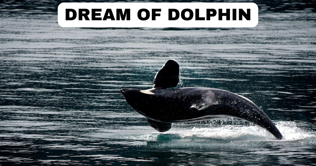 What Is The Significance Behind The Dream Of Dolphin?