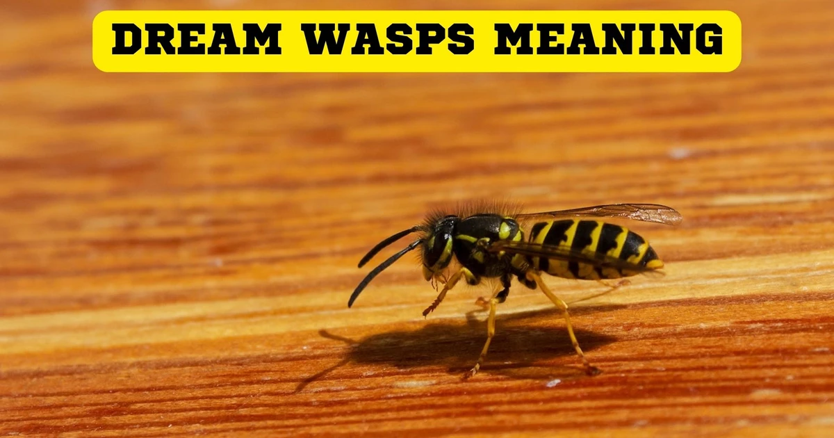 What Does Dream Wasps Meaning Convey Spiritually?